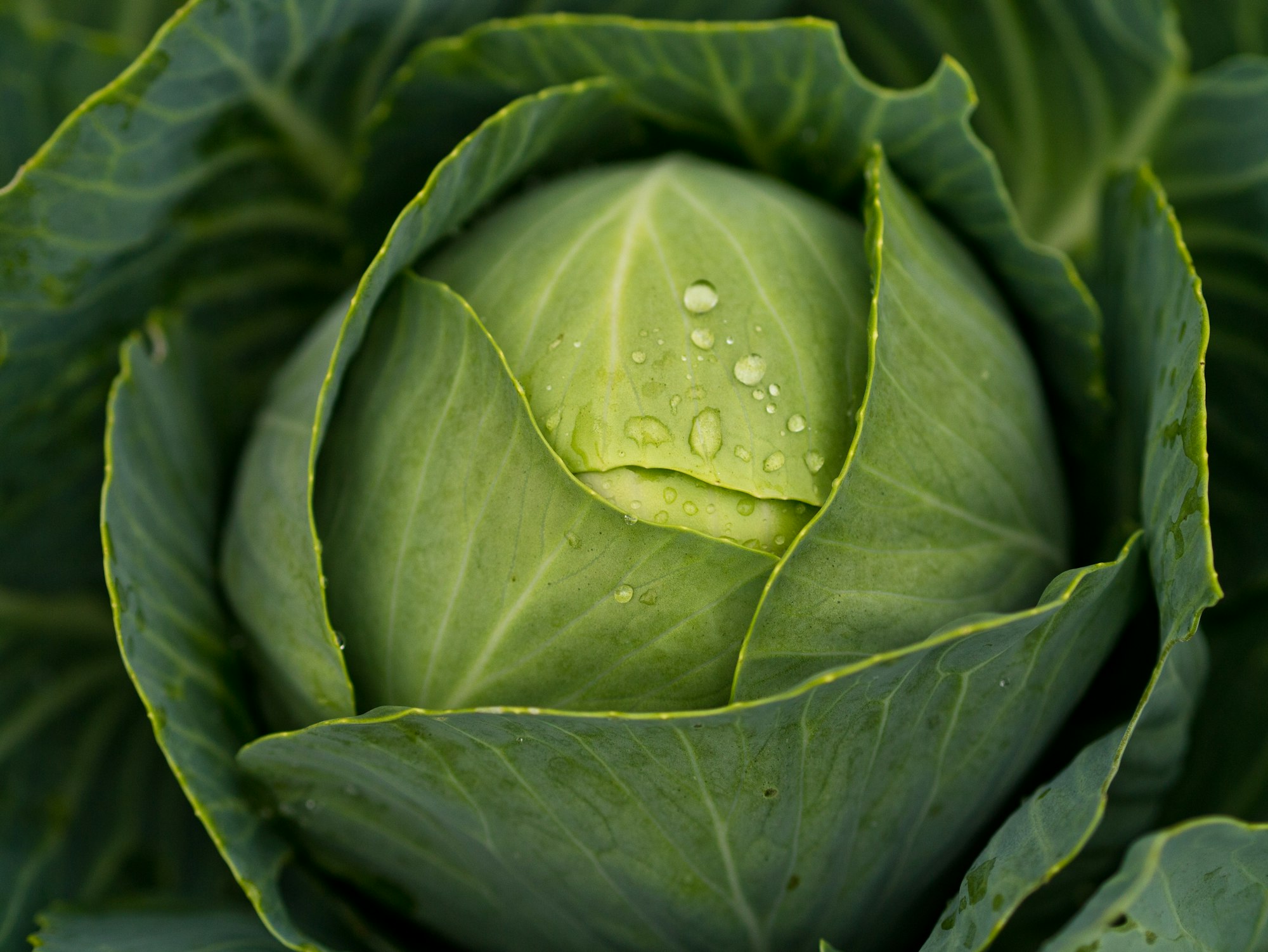 Cabbage and Its Effects on Health: A Comprehensive Review with a Focus ...
