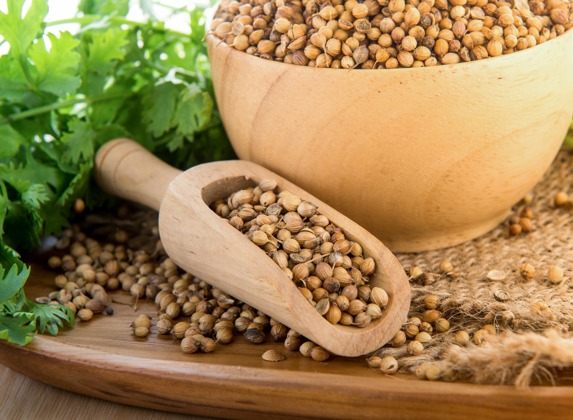Coriander and Its Benefits for Middle-Aged Men’s Health | Prostate ...