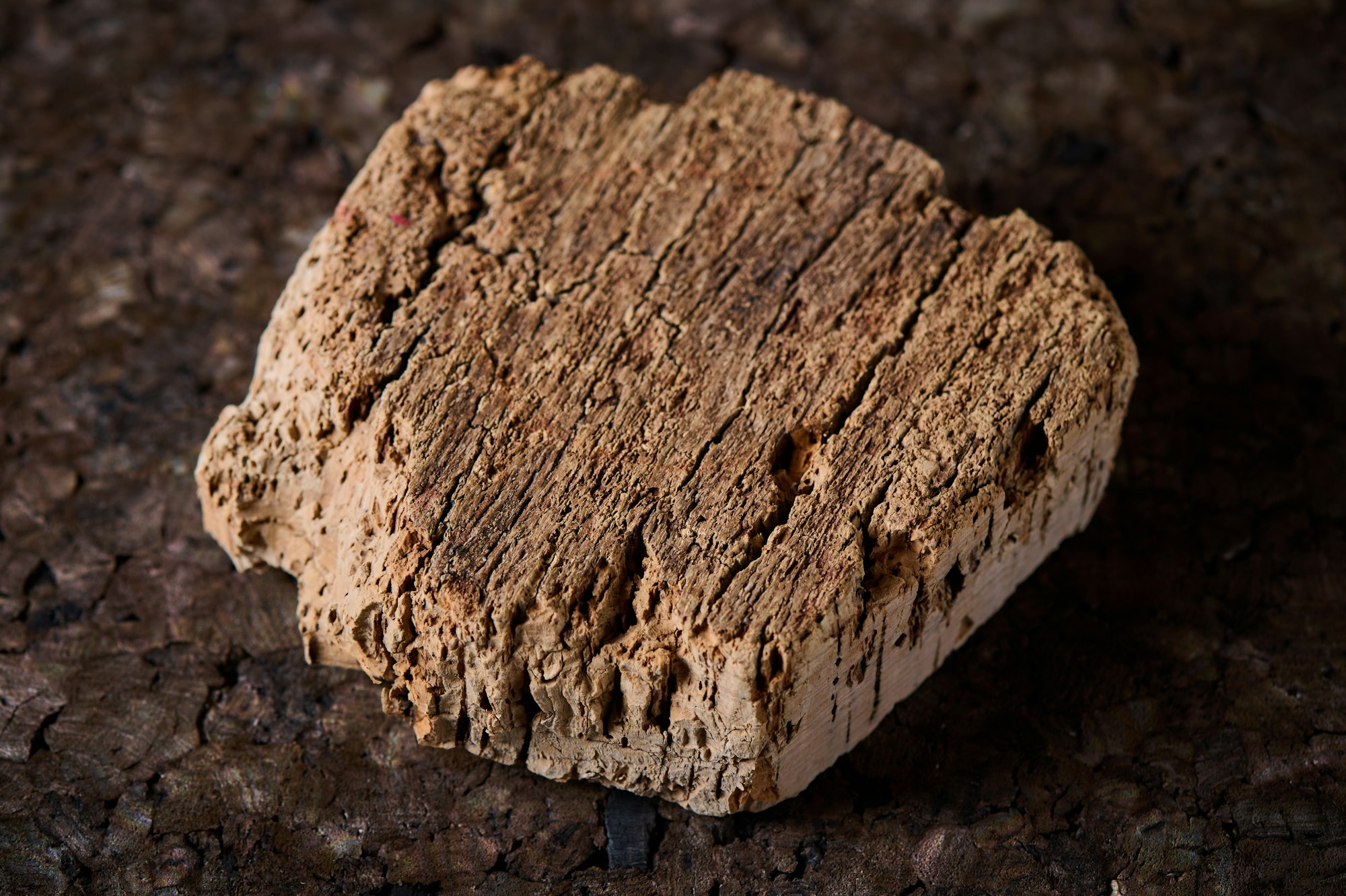 Corkwood Tree and Its Benefits to Middle-Aged Men’s Health | Prostate ...