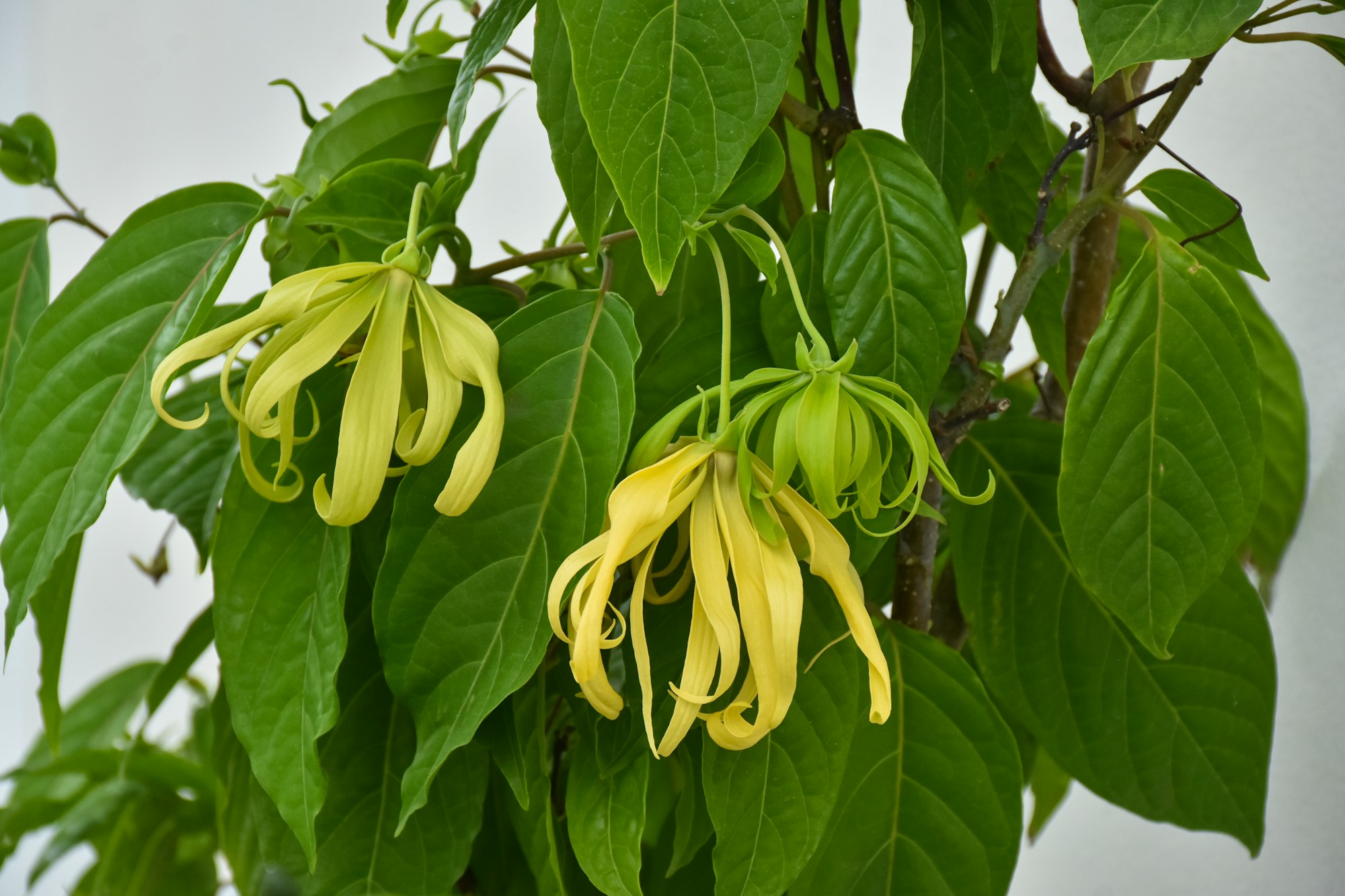 Cananga Oil and Its Effects on Prostate Health | Prostate Supplements